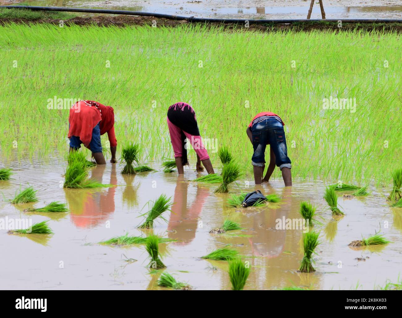 An aerial view of Asian farmers planting rice seedlings in a paddy ...