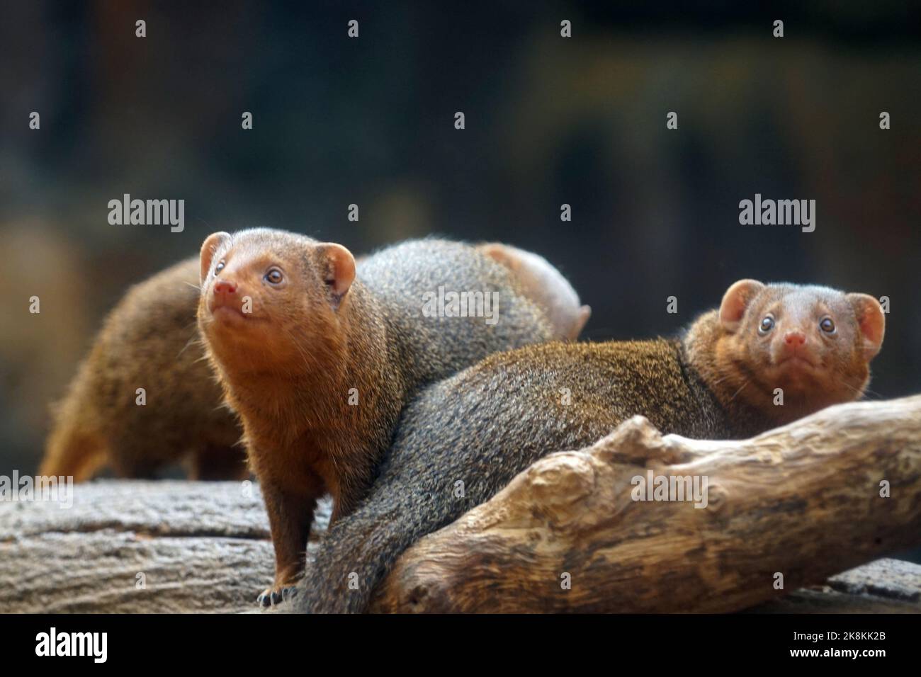 Dwarf Mongoose at Batu Secret Zoo, Malang, East Java, Indonesia Stock ...