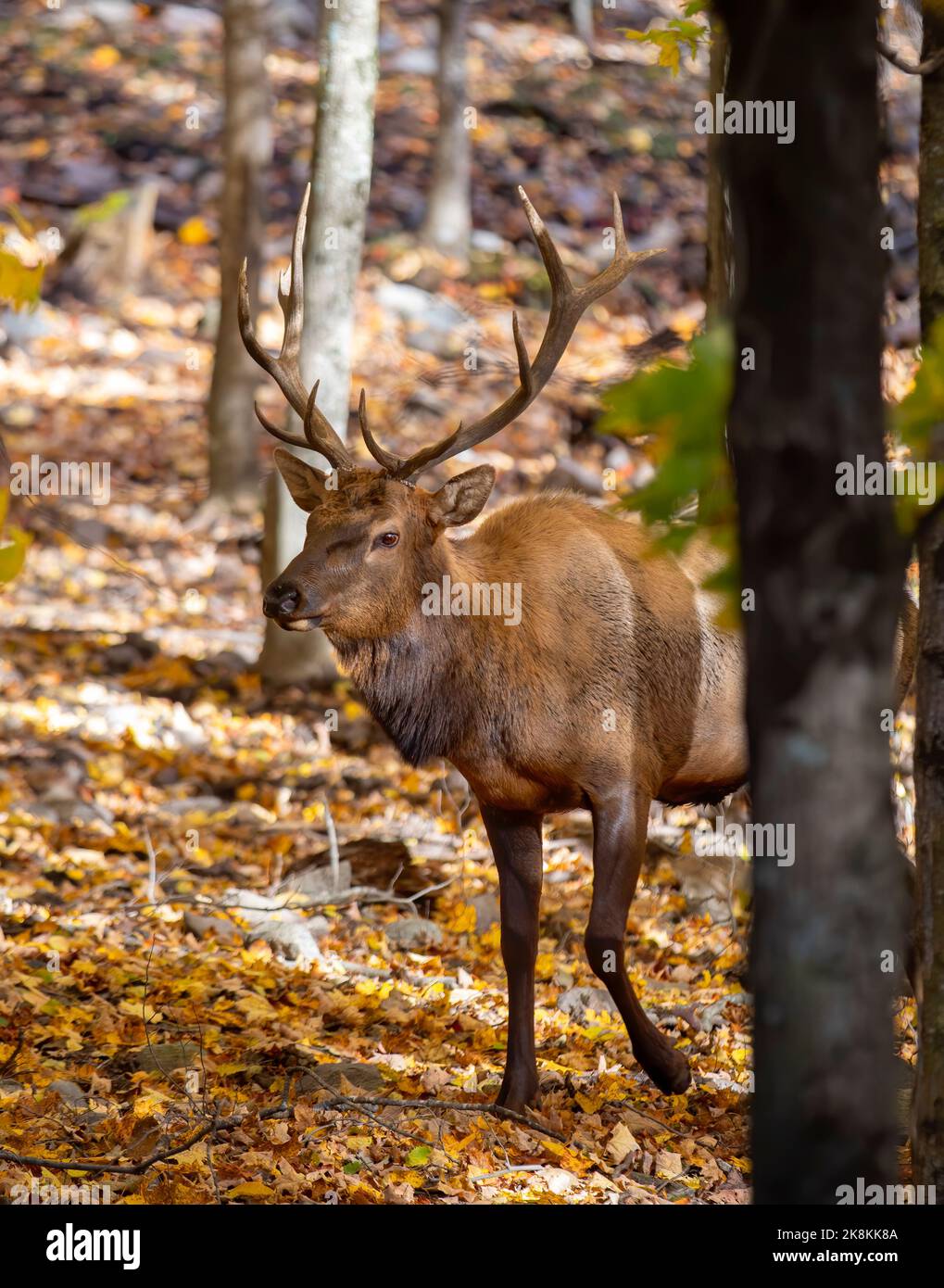 Red deer stag with large antlers walking in the forest in autumn in ...