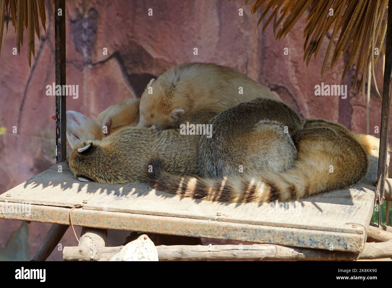 Dwarf Mongoose at Batu Secret Zoo, Malang, East Java, Indonesia Stock ...