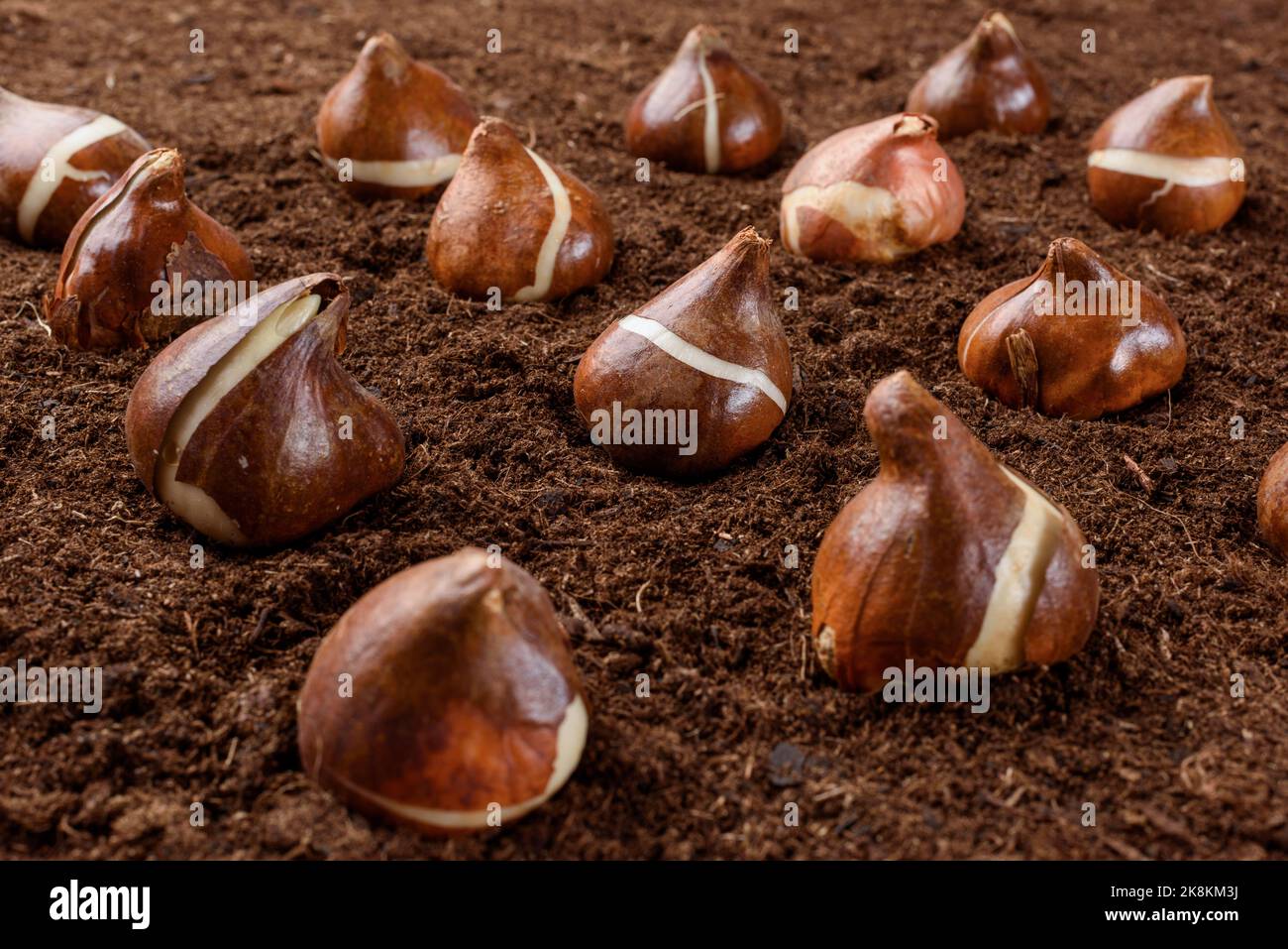 Tulip bulbs close up background. Tulips planting and gardening still ...