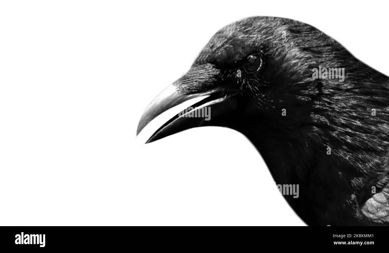 Raven the common raven corvus corax Black and White Stock Photos ...
