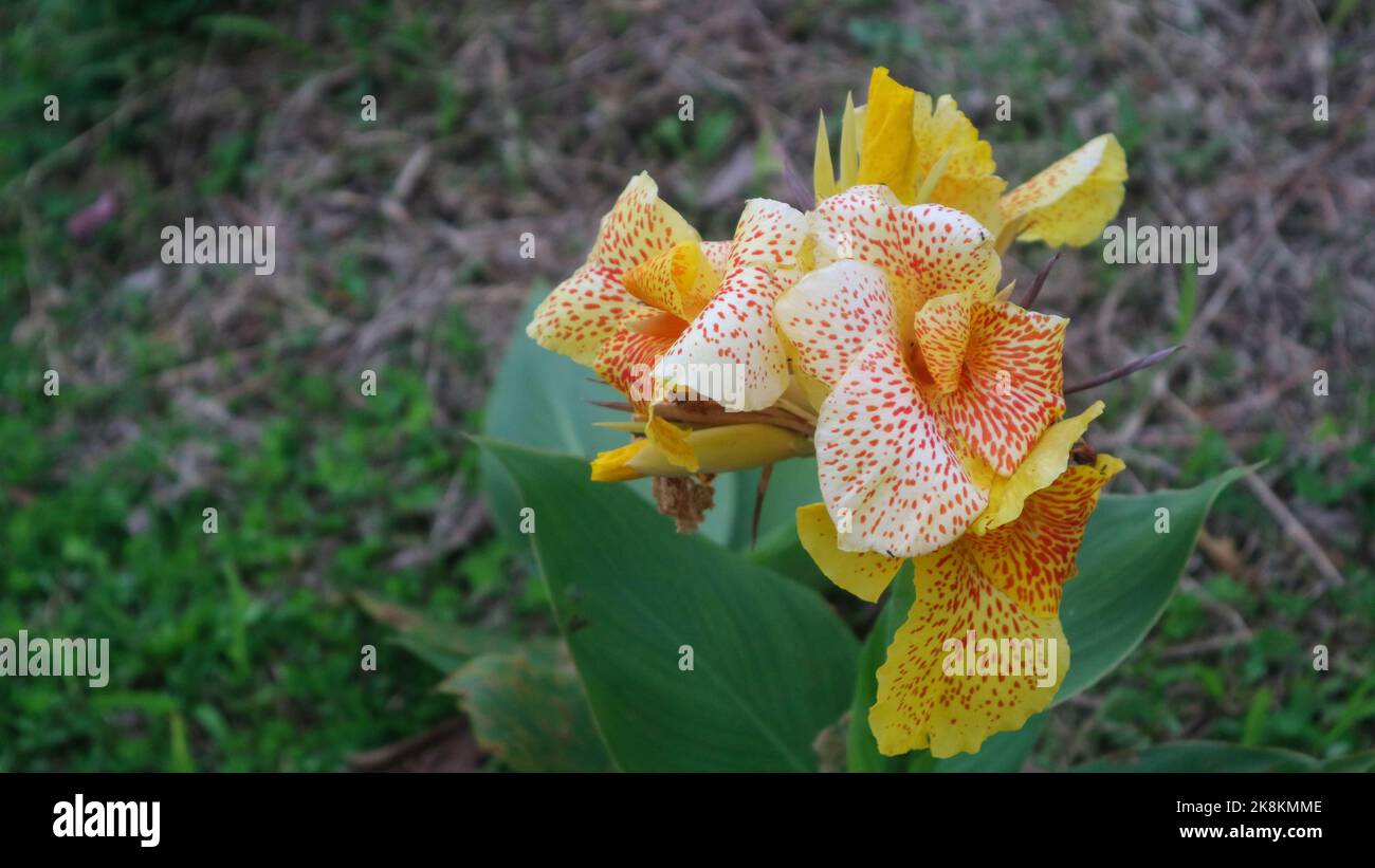 beautiful and amazing yellow Indian shot flower Stock Photo - Alamy