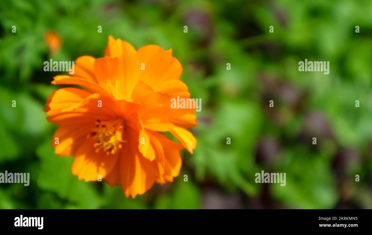 beautiful yellow cosmos Sulfur flower Stock Photo - Alamy