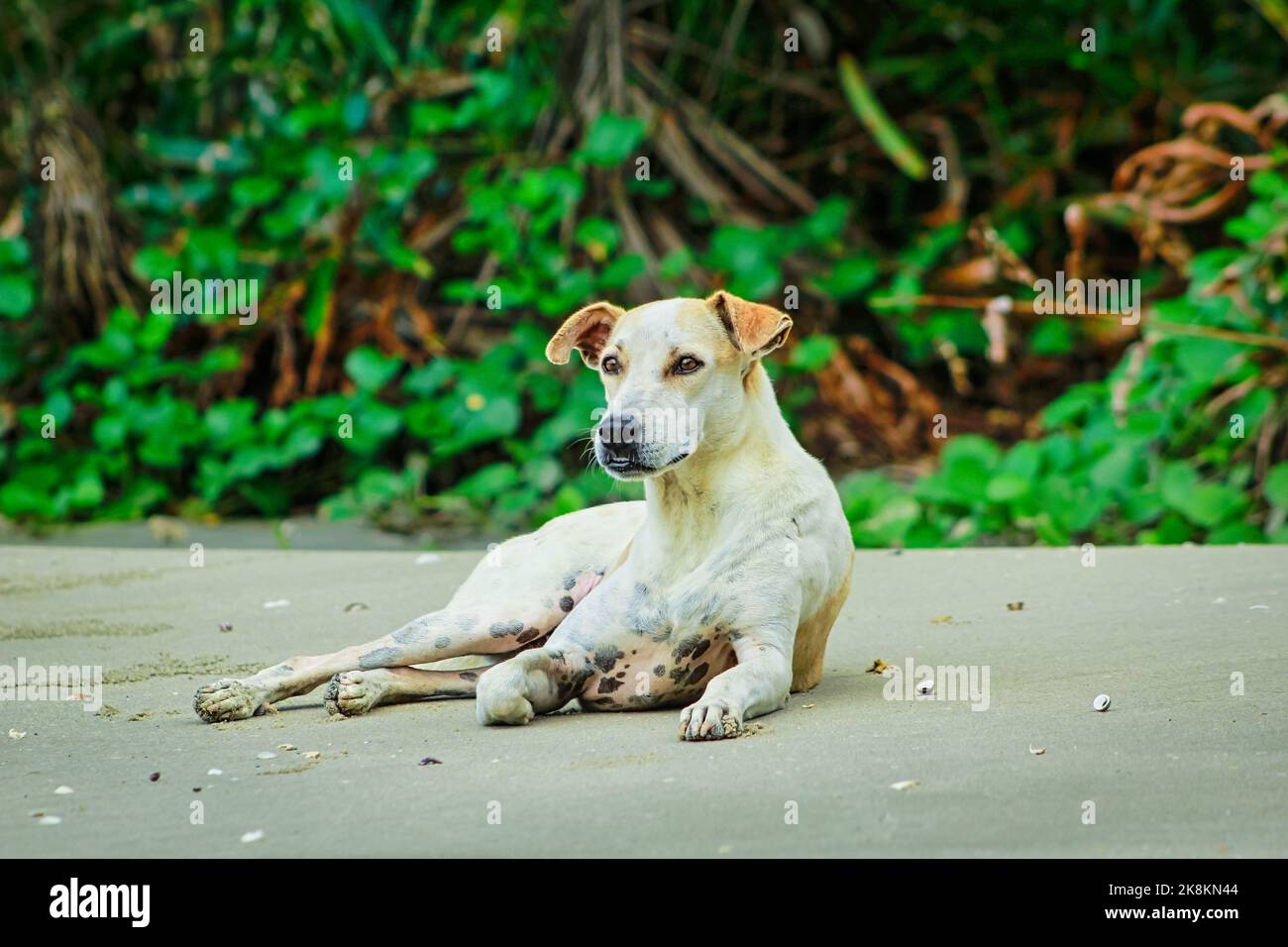 A dog sitting and chilling at the beach Stock Photo - Alamy