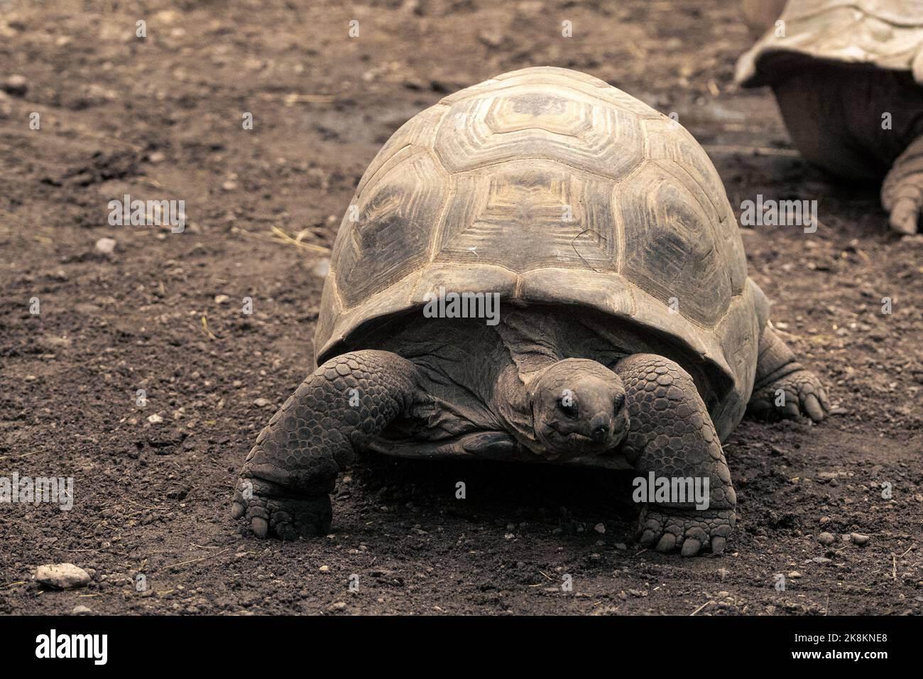 A big turtle standing on sandy ground Stock Photo - Alamy