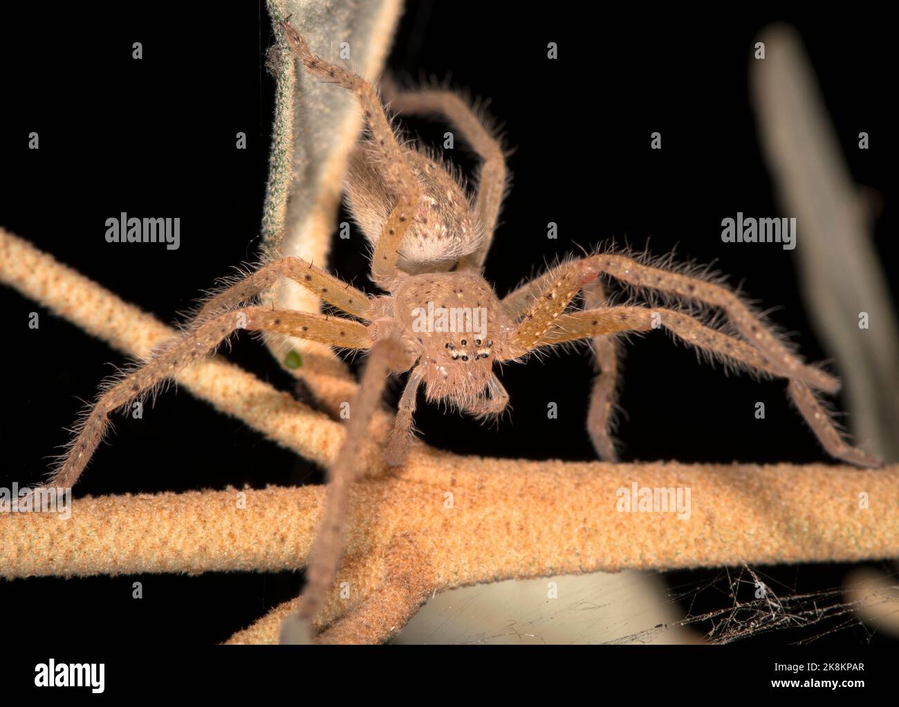 A closeup shot of a yellow giant Huntsman spider with dots on a black ...