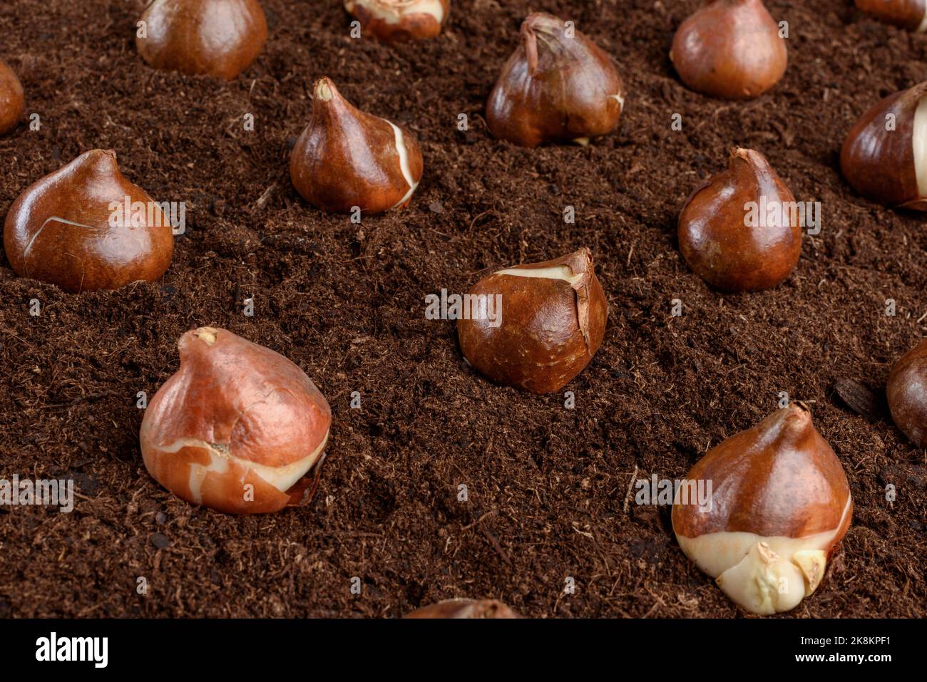 Tulip bulbs close up background. Tulips planting and gardening still ...