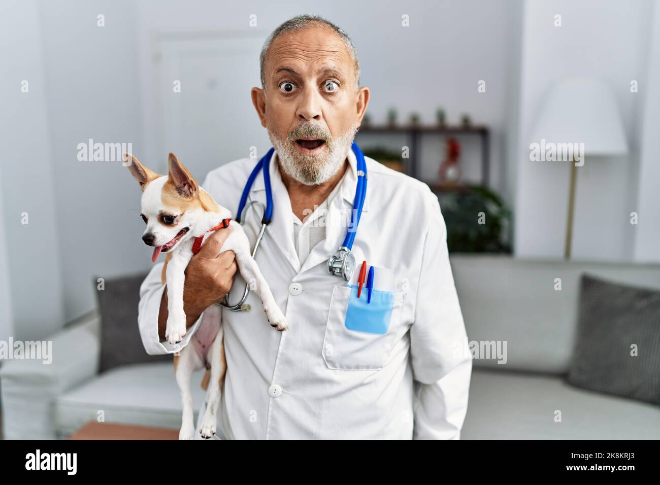 Mature veterinarian man checking dog health scared and amazed with open ...