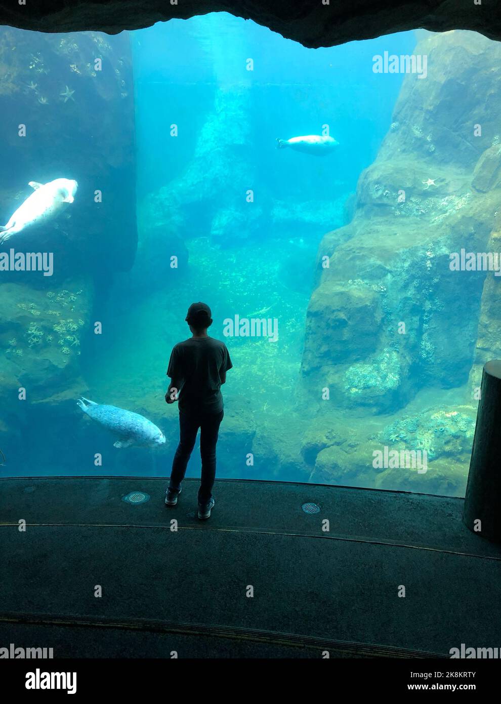 A Caucasian man looking at the big aquarium with fish swimming inside ...