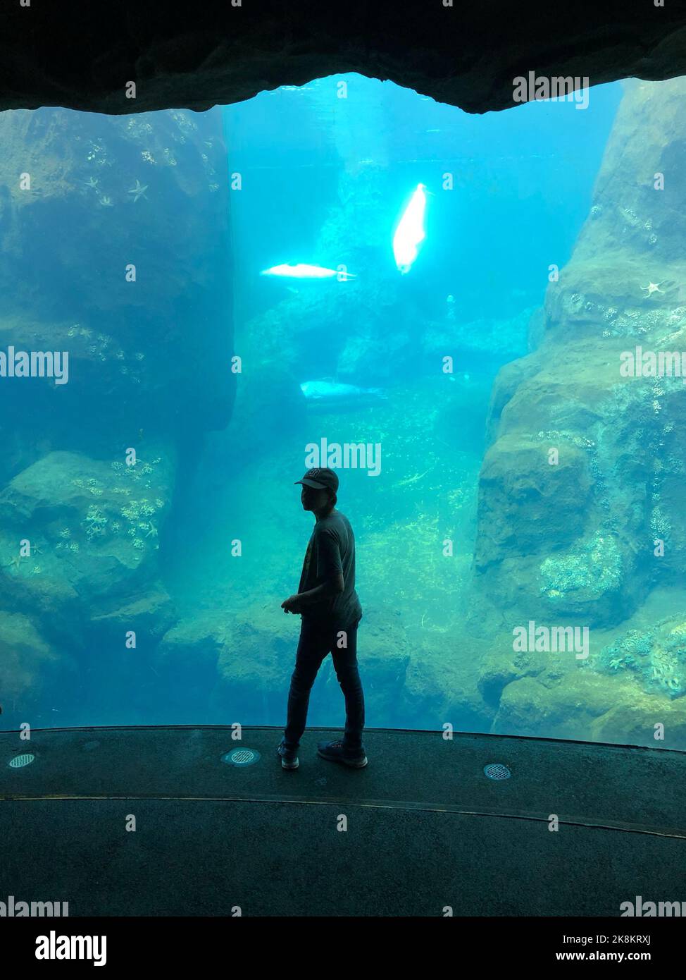 A Caucasian man looking at the big aquarium with fish swimming inside ...