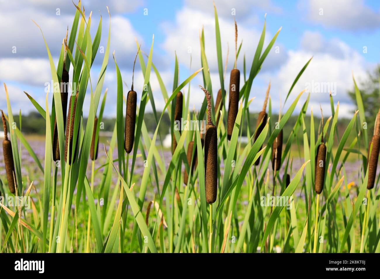 Typha latifolia, also called Bulrush or Common Cattail growing in a ...