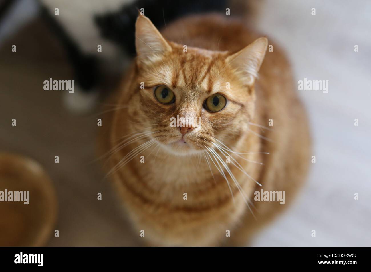 An overhead shot of a cute ginger cat looking at the camera Stock Photo ...