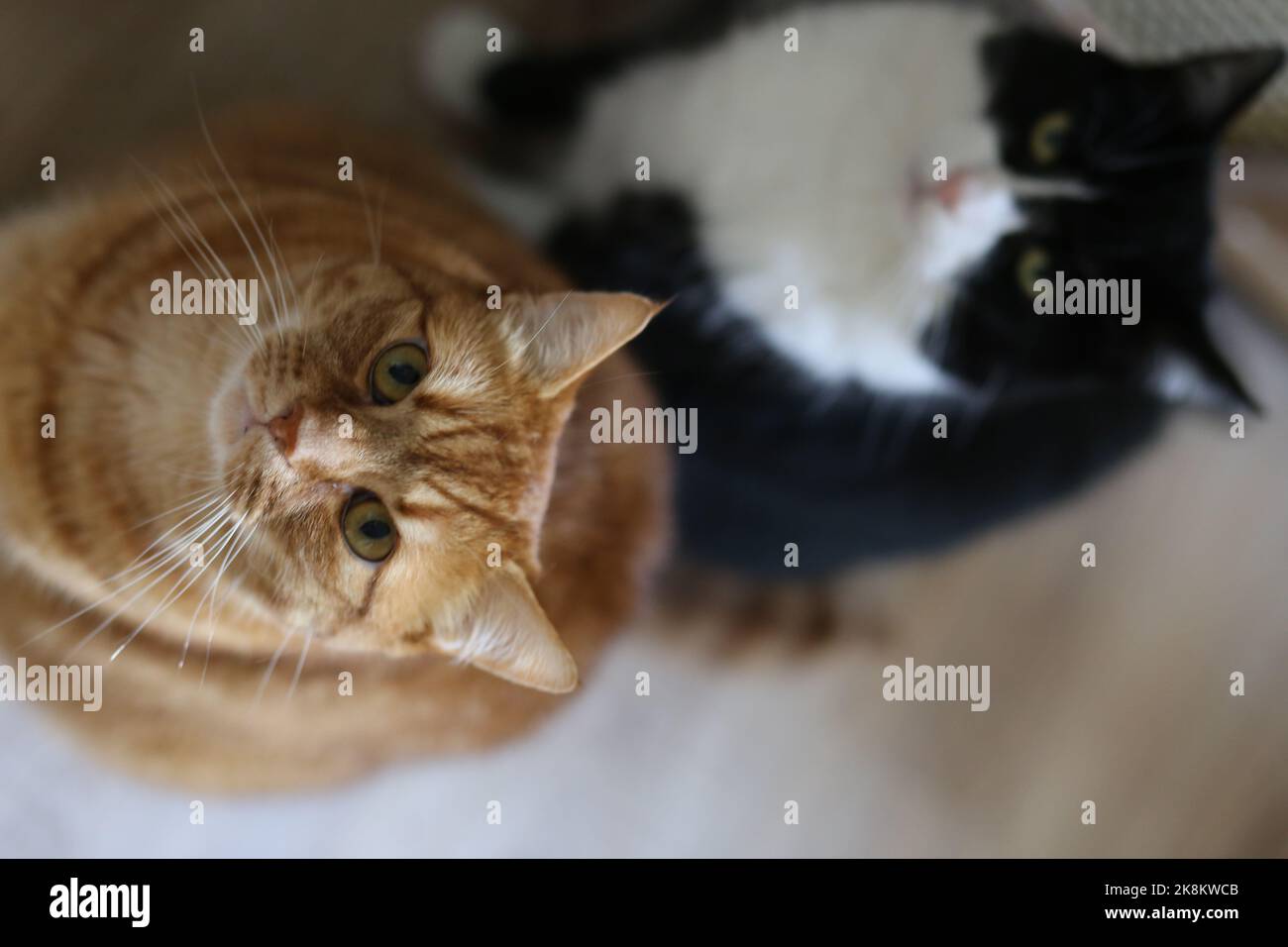 An overhead shot of cute ginger and black and white cats looking at the ...