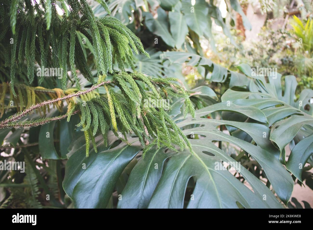 Monstera deliciosa and araucaria green leaves. Tropical composition ...