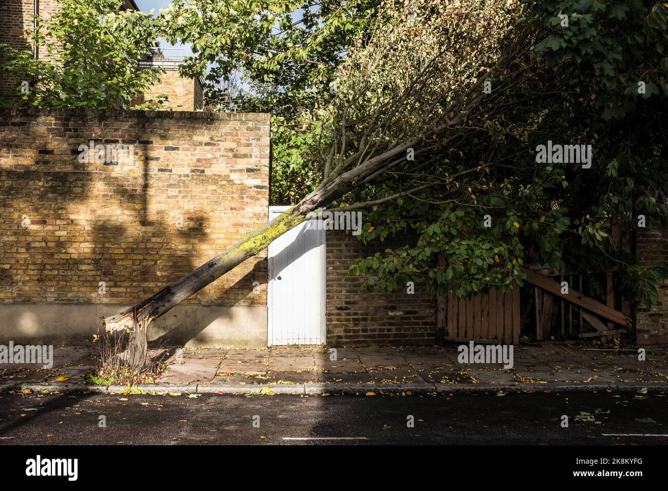 trees falling in Islington, london Stock Photo - Alamy