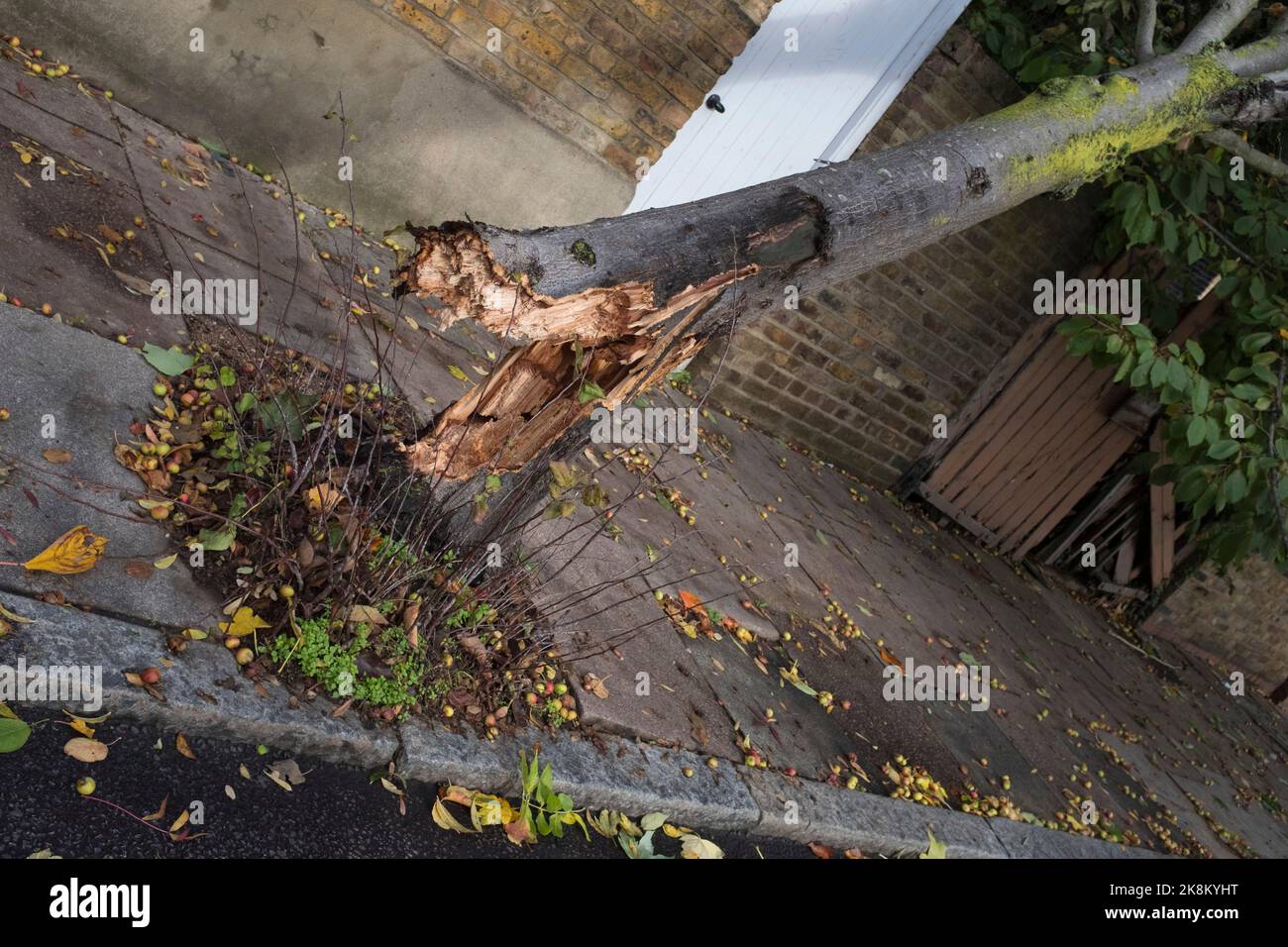 trees falling in Islington, london Stock Photo - Alamy