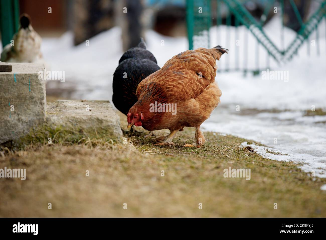 Chicken farm. Rural chicken farm stable with lots of chickens walking ...
