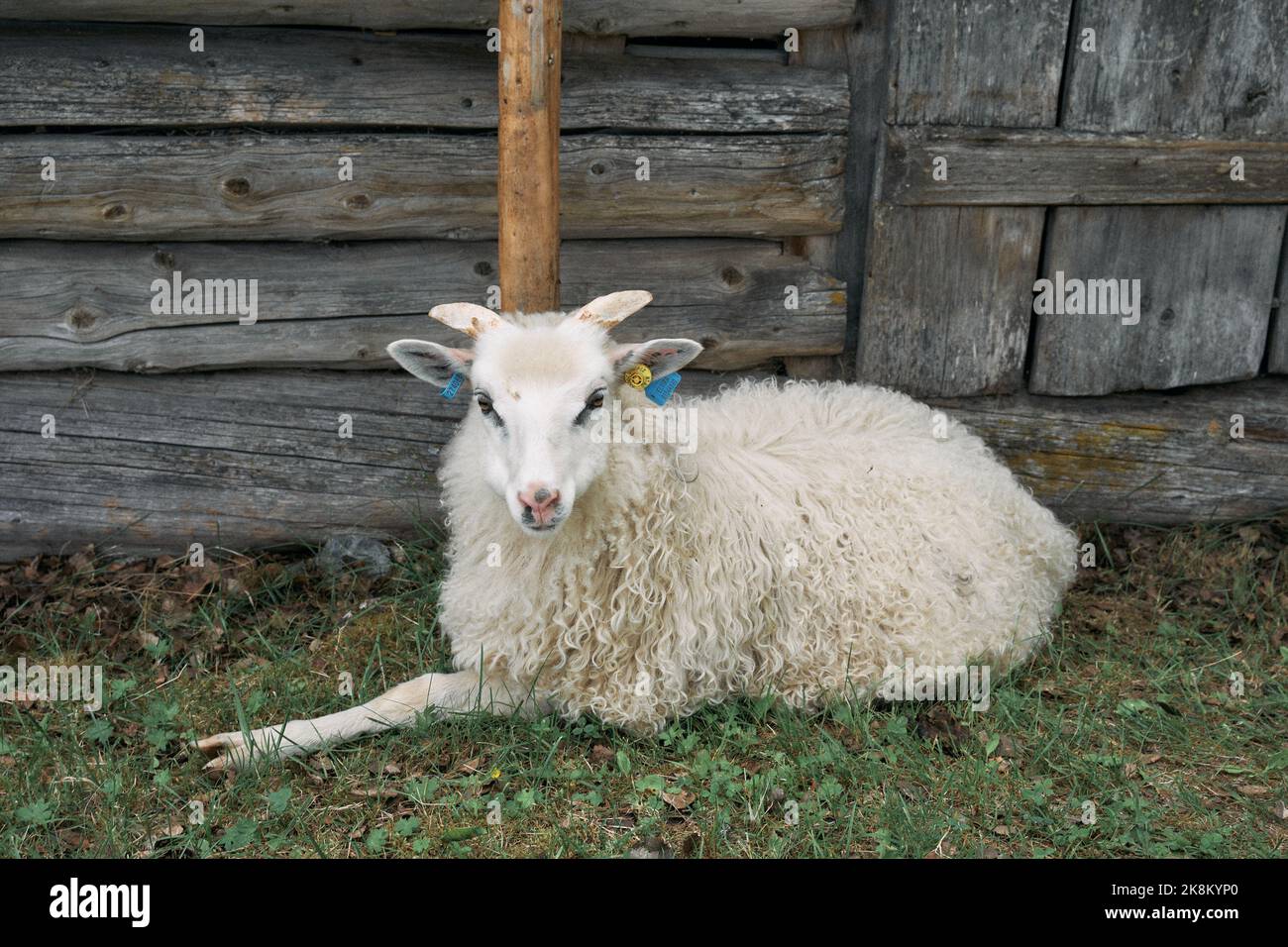 A beautiful shot of a cute sheep resting on a grass Stock Photo - Alamy