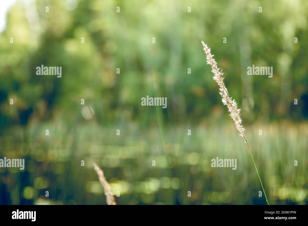 Reed canary grass hi-res stock photography and images - Alamy