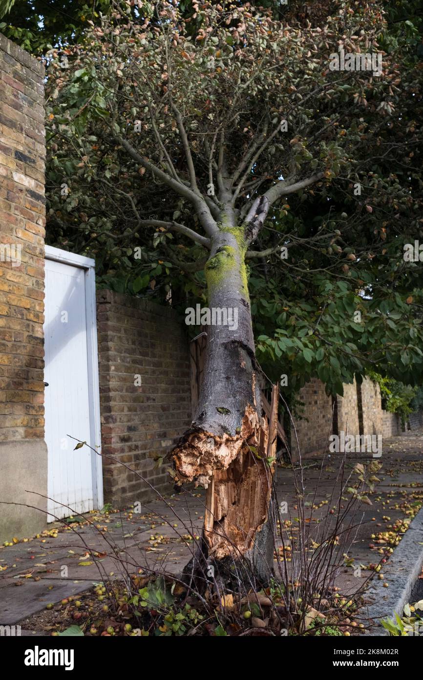 Fallen_tree hi-res stock photography and images - Alamy