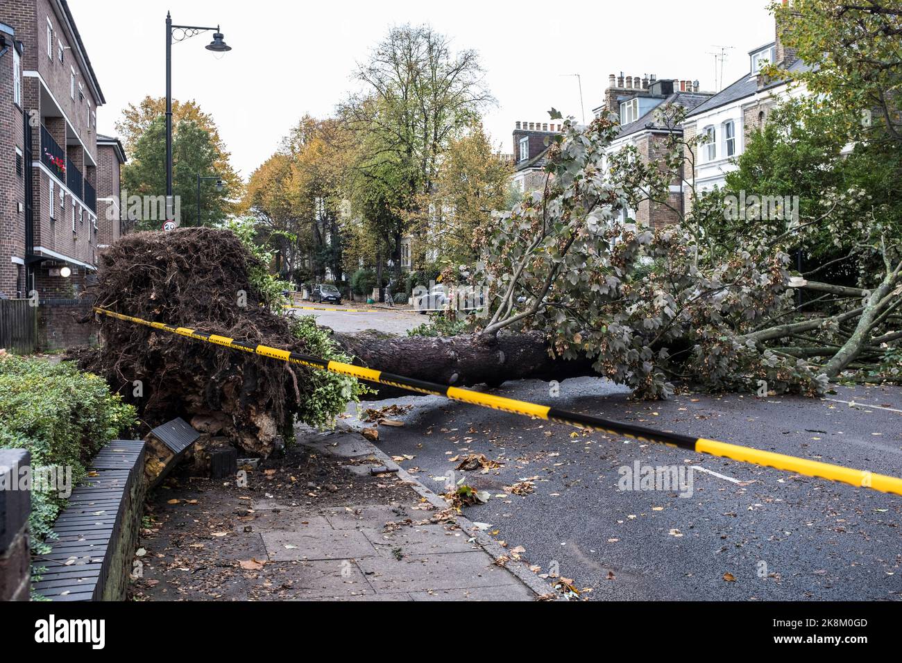 trees falling in Islington, london Stock Photo - Alamy