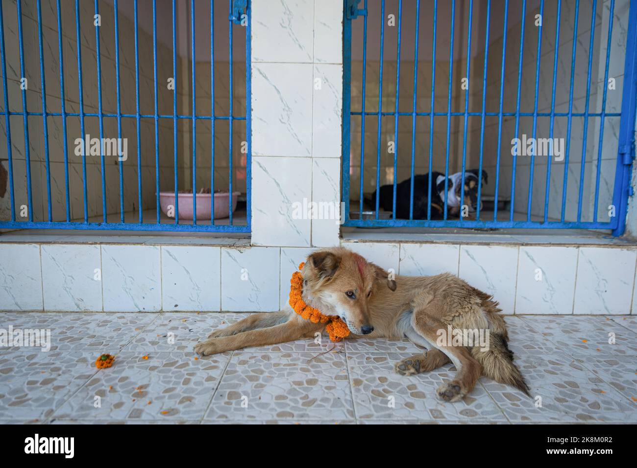 Kukkur pooja hi-res stock photography and images - Alamy