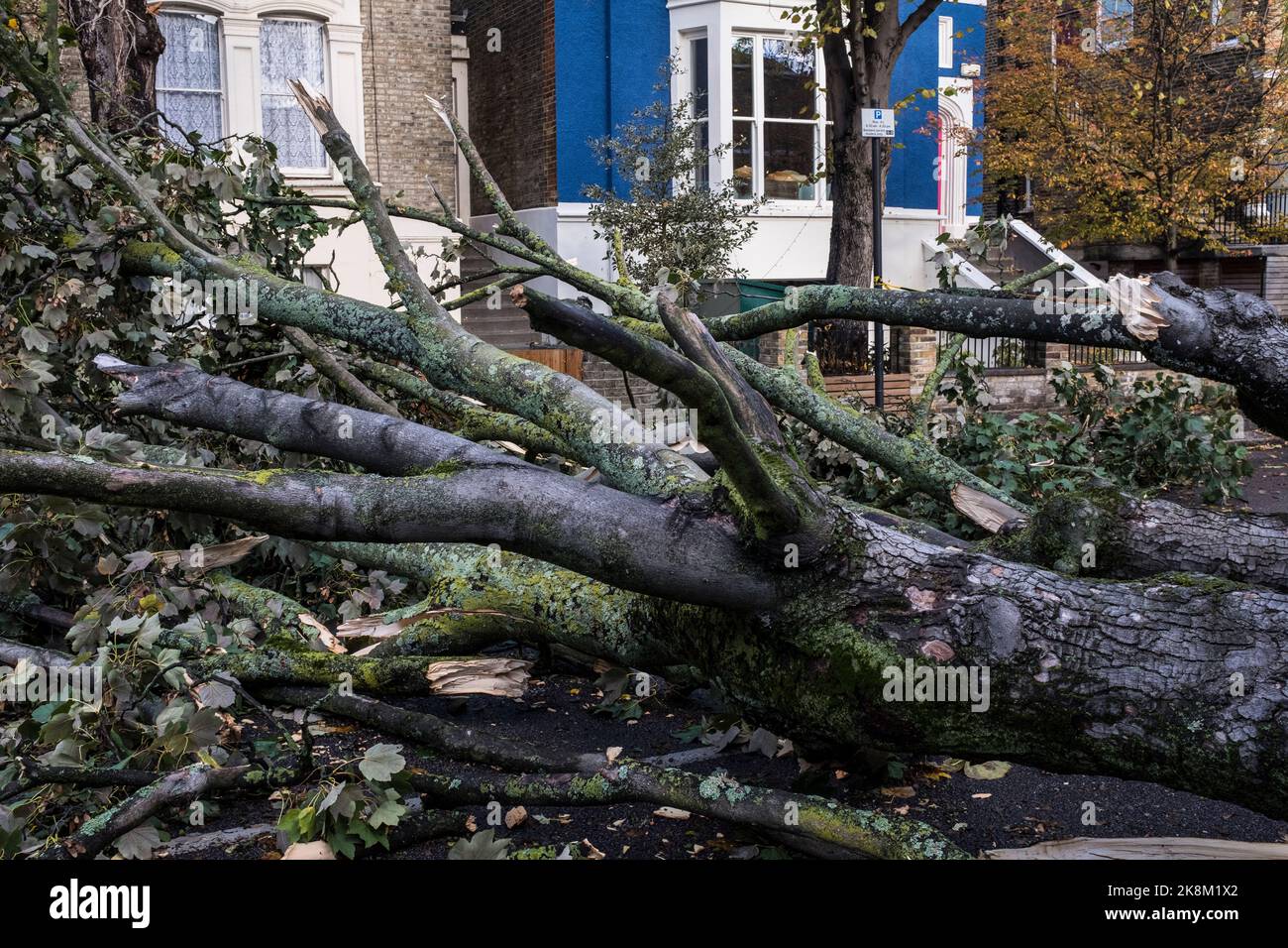 trees falling in Islington, london Stock Photo - Alamy