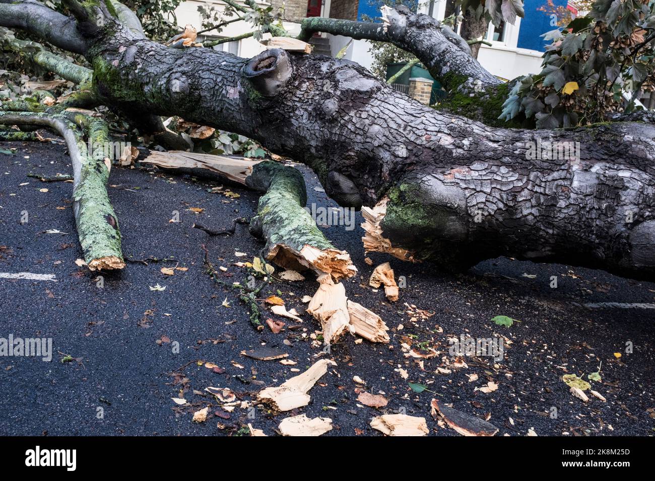 trees falling in Islington, london Stock Photo - Alamy