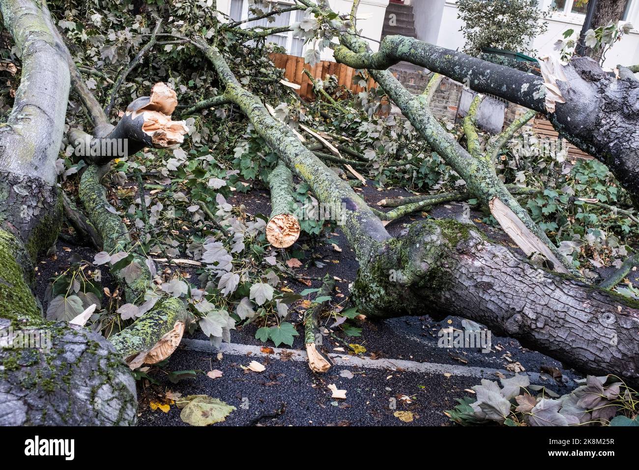 trees falling in Islington, london Stock Photo - Alamy