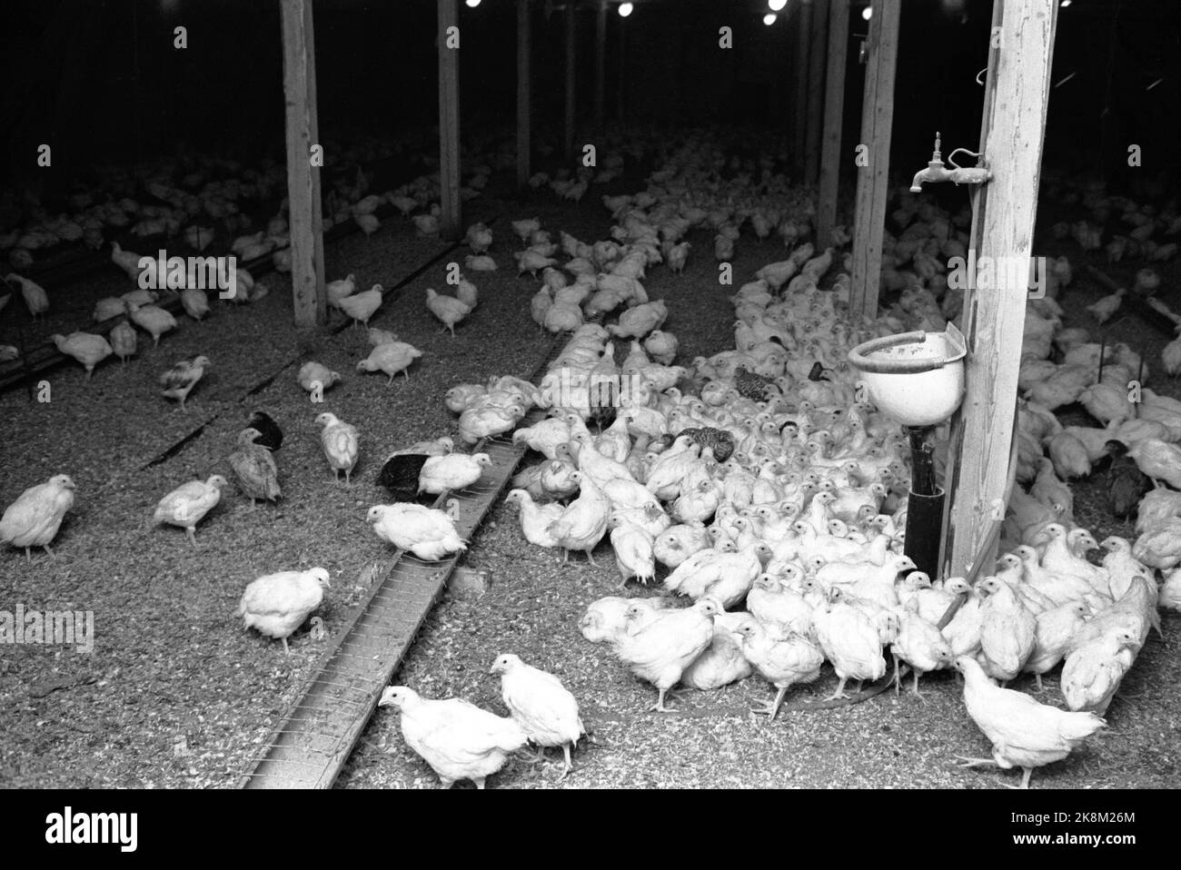 Chicken netting Black and White Stock Photos & Images - Alamy