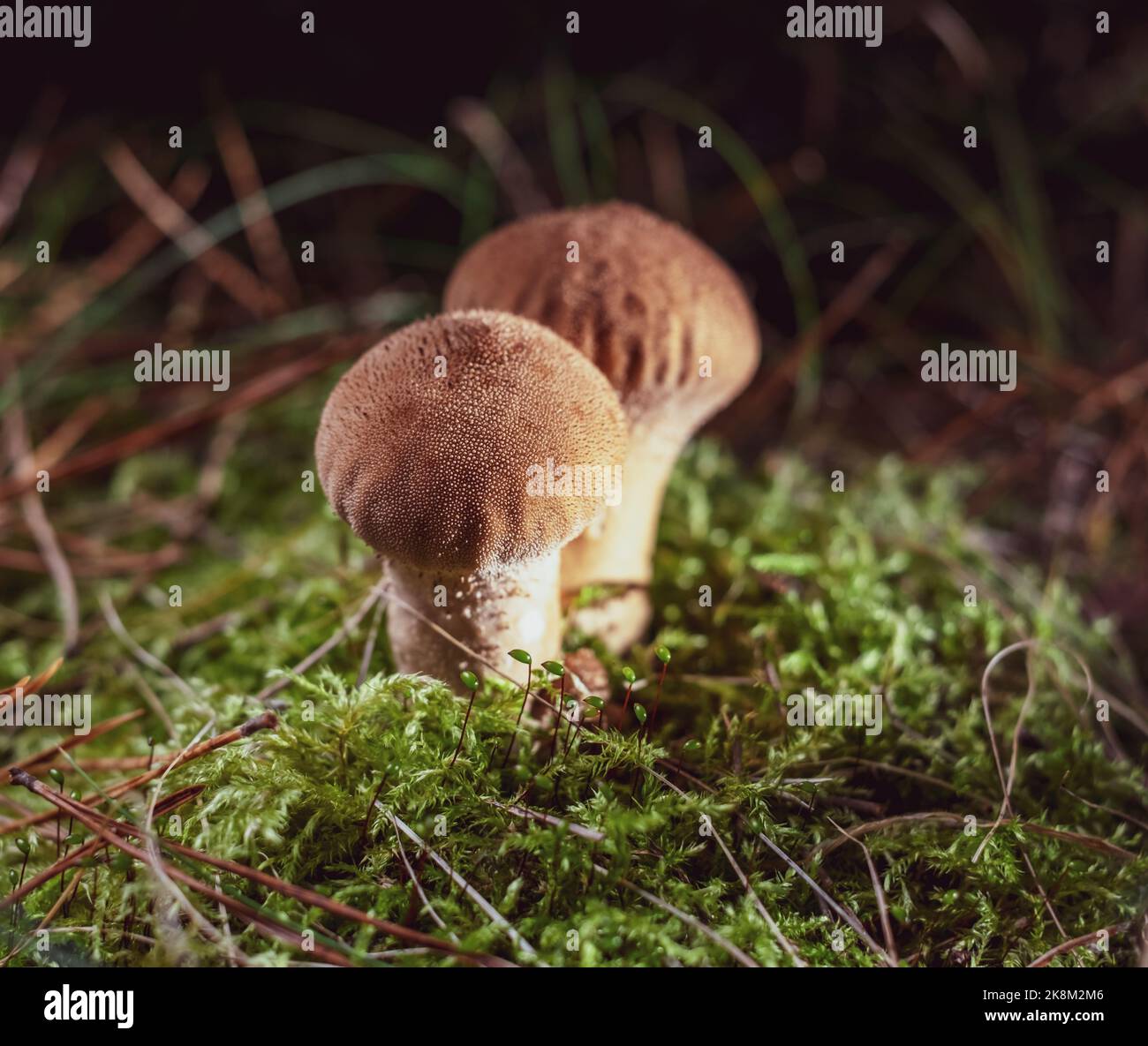 Lycoperdon perlatum, popularly known as the common puffball, warted ...