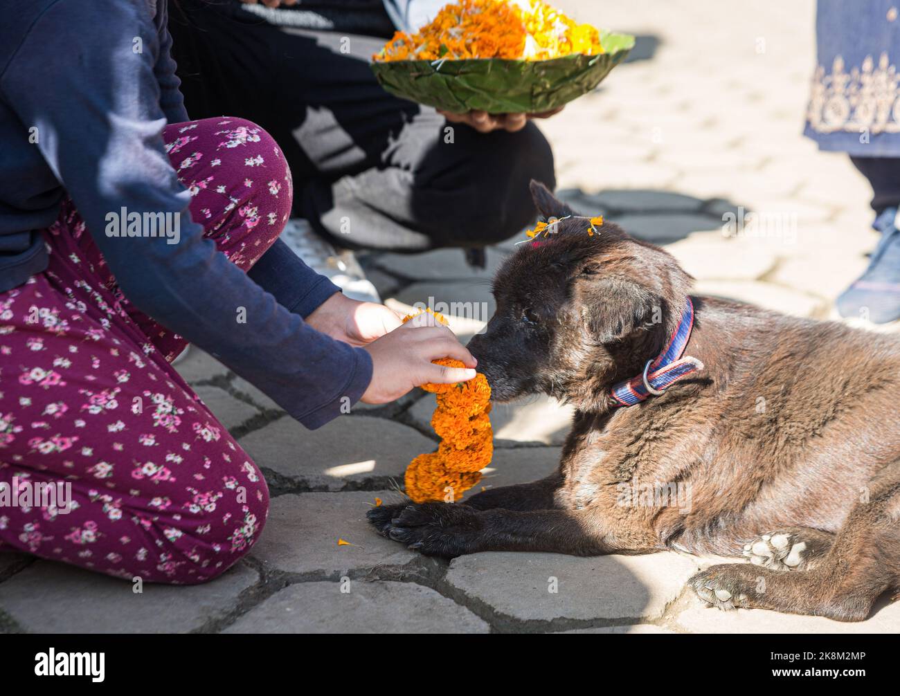 Kukur puja hi-res stock photography and images - Alamy