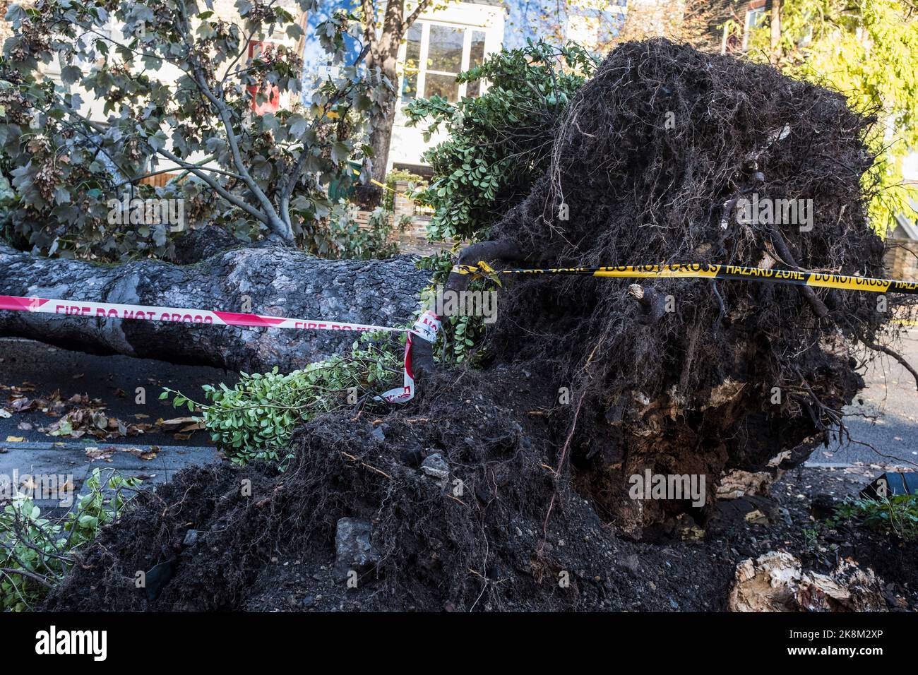 trees falling in Islington, london Stock Photo - Alamy