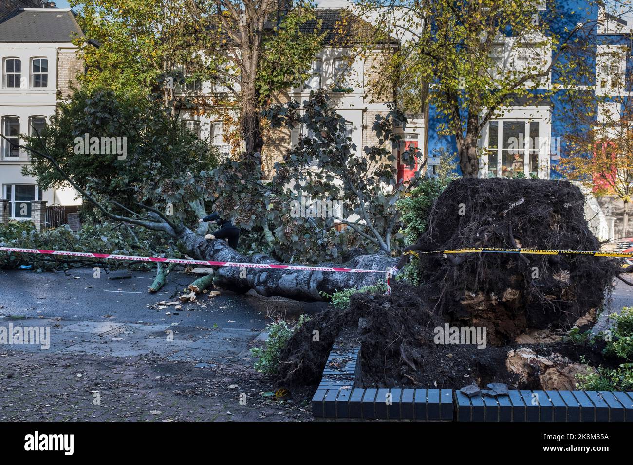 trees falling in Islington, london Stock Photo - Alamy