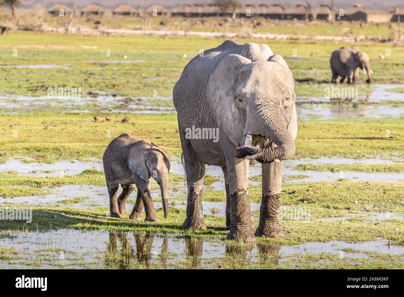 An elephant mother with her baby walking through the Amboseli National ...