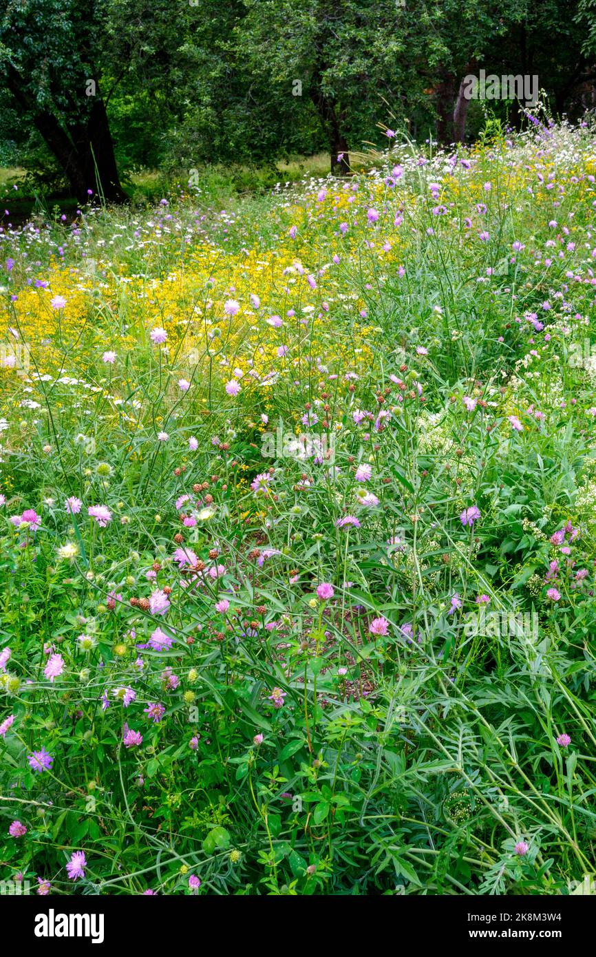 Natural flower meadow of Oslo Bothanical Garden Stock Photo - Alamy