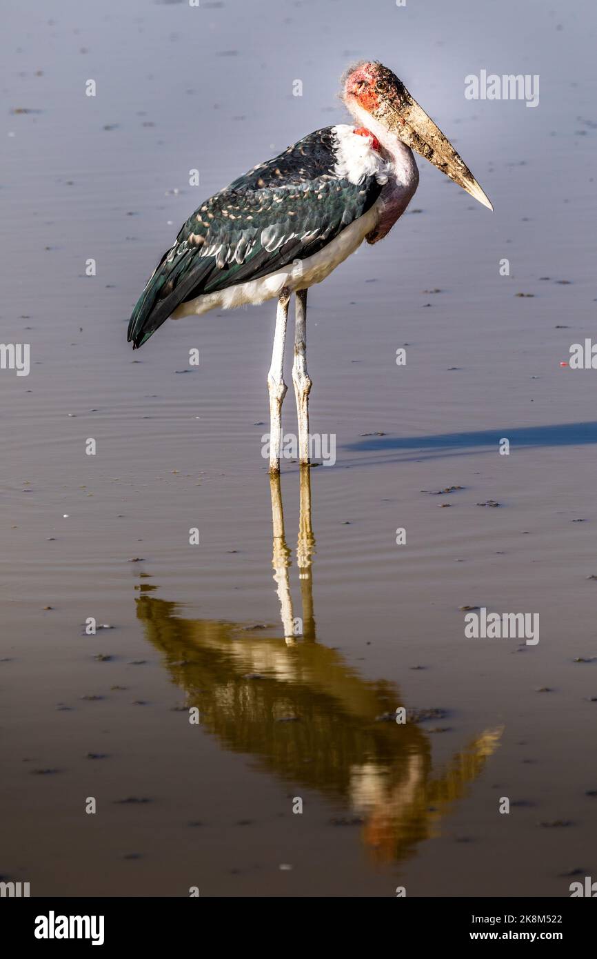 Kenyaportrait hi-res stock photography and images - Alamy