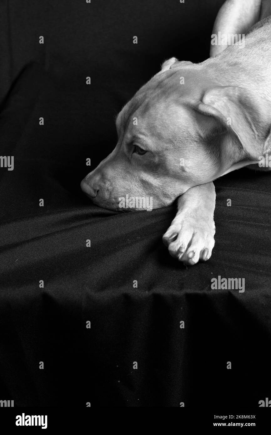 Portrait of a pit bull dog lying down against black background. City of ...