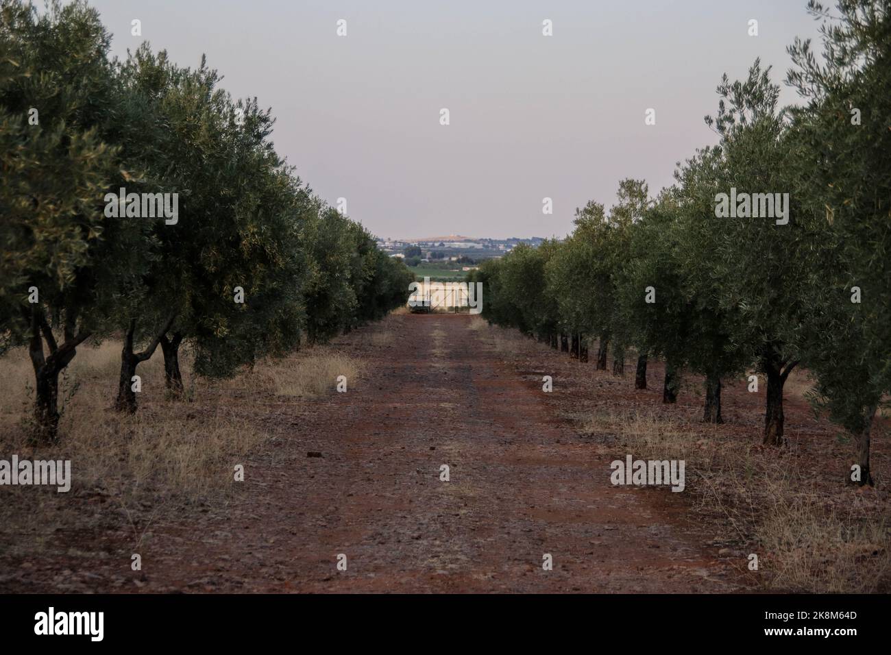 A car pathway on a grass field surrounded by green trees on a foggy day ...