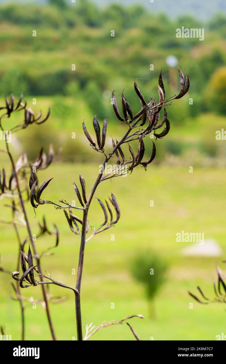 Dry pods of withered wild flower in nature close-up Stock Photo - Alamy