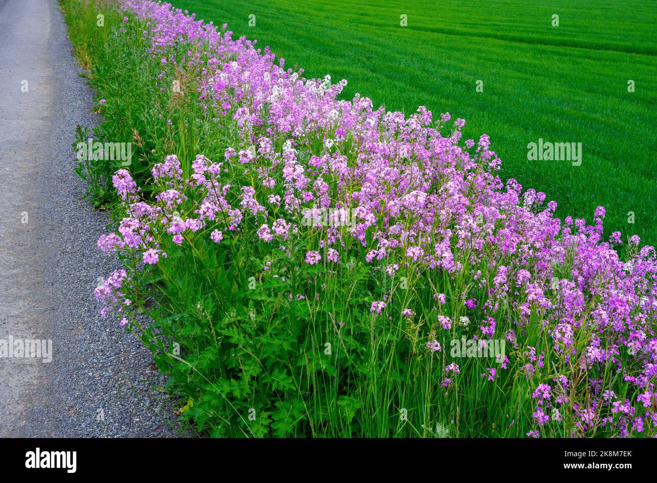 Dagfiol hi-res stock photography and images - Alamy