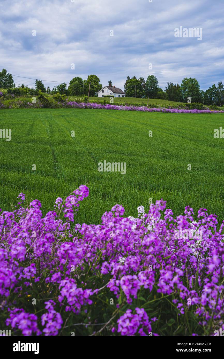 Dagfiol hi-res stock photography and images - Alamy