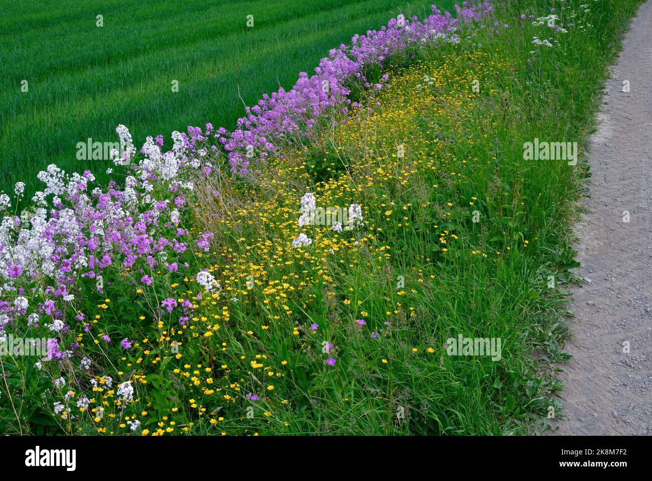 Roadside flowers by former Skreiabanen railroad, Toten, Norway Stock ...