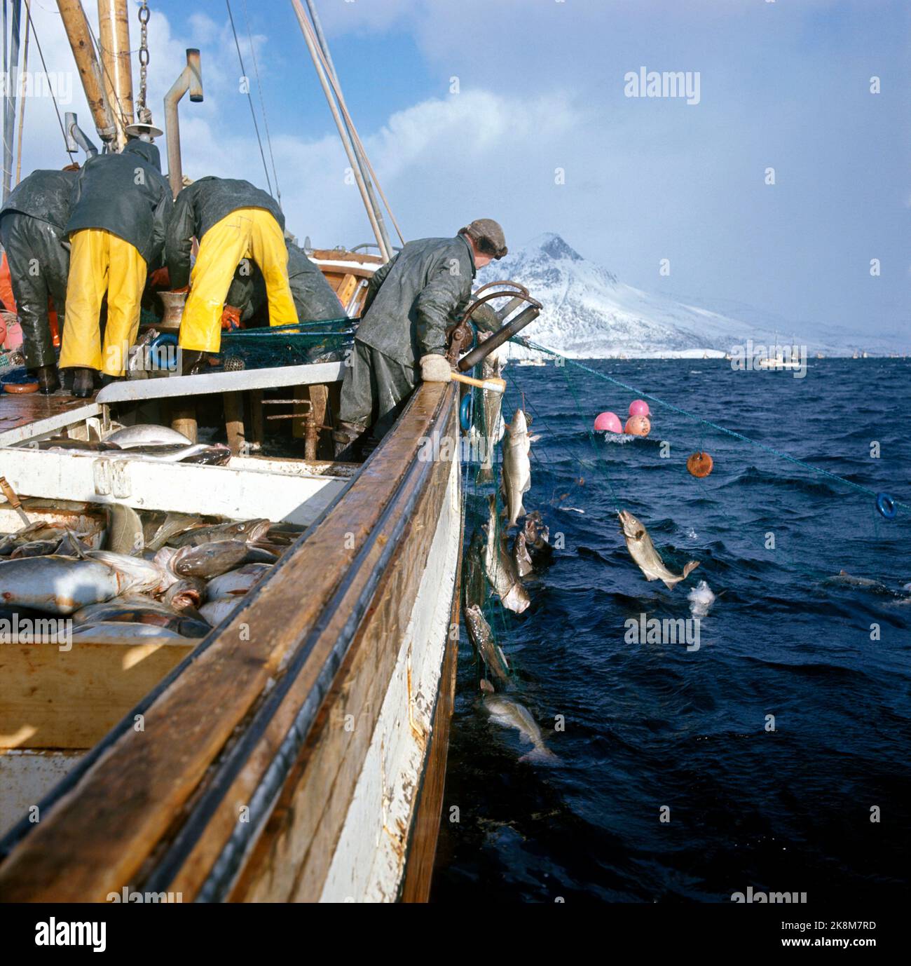 Lofoten 197204. Cod fishing / lofot fishing. Fishing skate on the ...