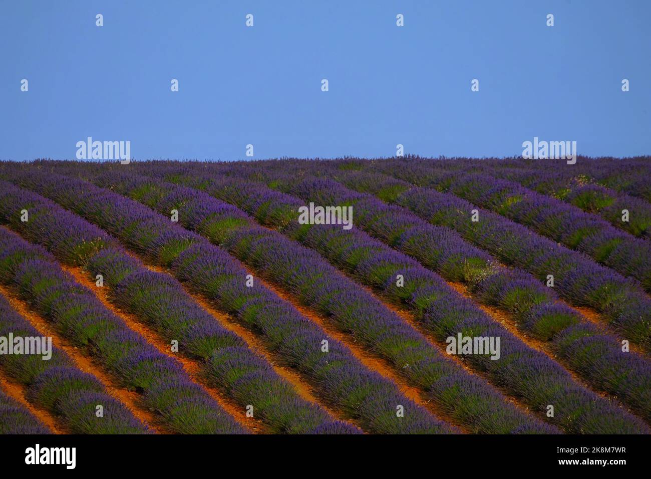 A purple lavender field during the daytime Stock Photo - Alamy