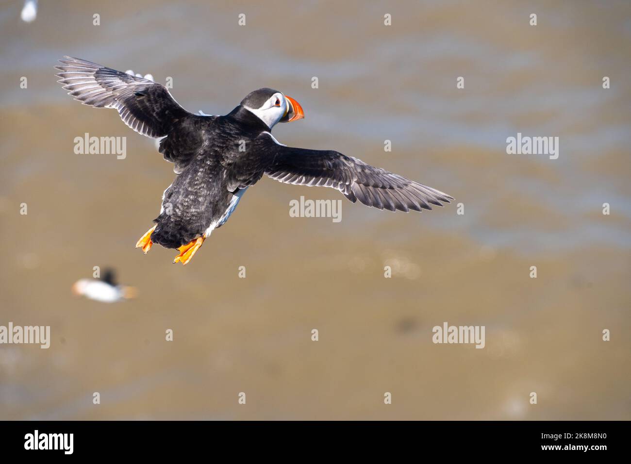 Single Portrait Puffin flying soaring and gliding on a cliff face on ...