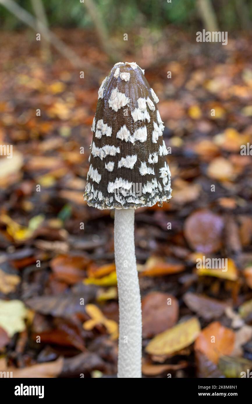 Magpie inkcap fungus, Coprinopsis picacea, growind in woodland among ...