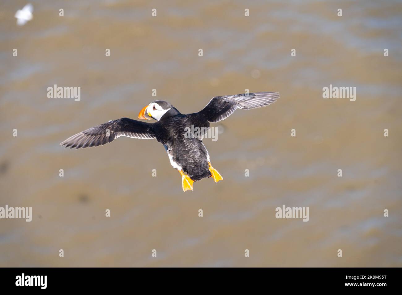 Single Portrait Puffin flying soaring and gliding on a cliff face on ...