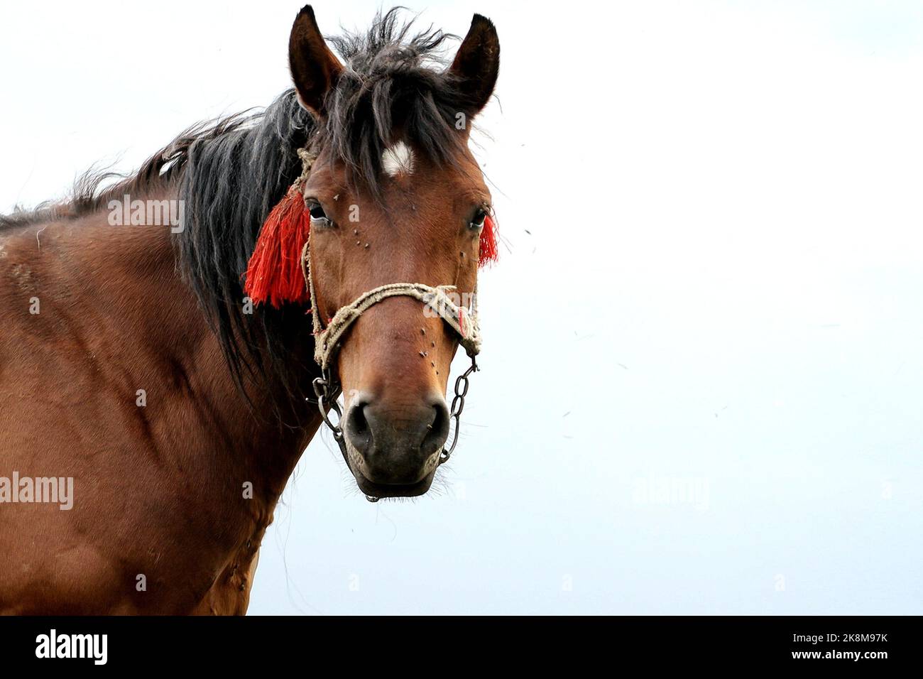 Noble horse brown color stands hi-res stock photography and images - Alamy